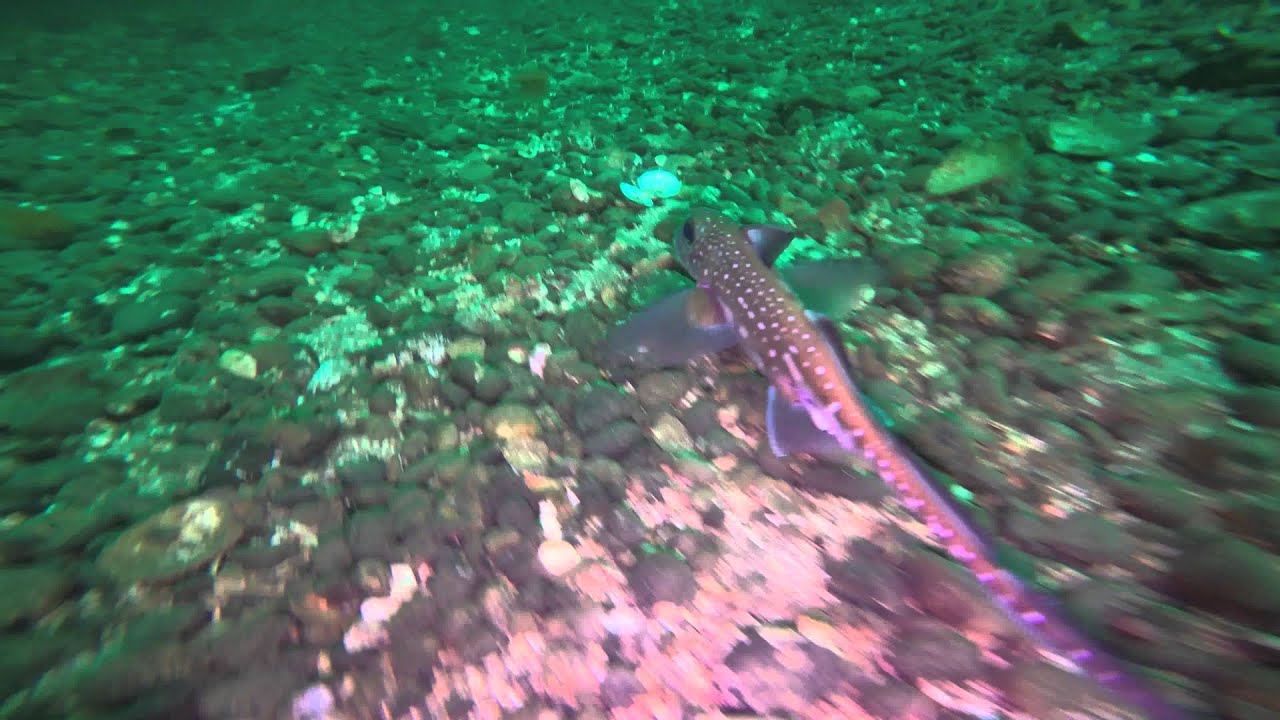 Gopro - Three Tree Point, Burien, WA - YouTube