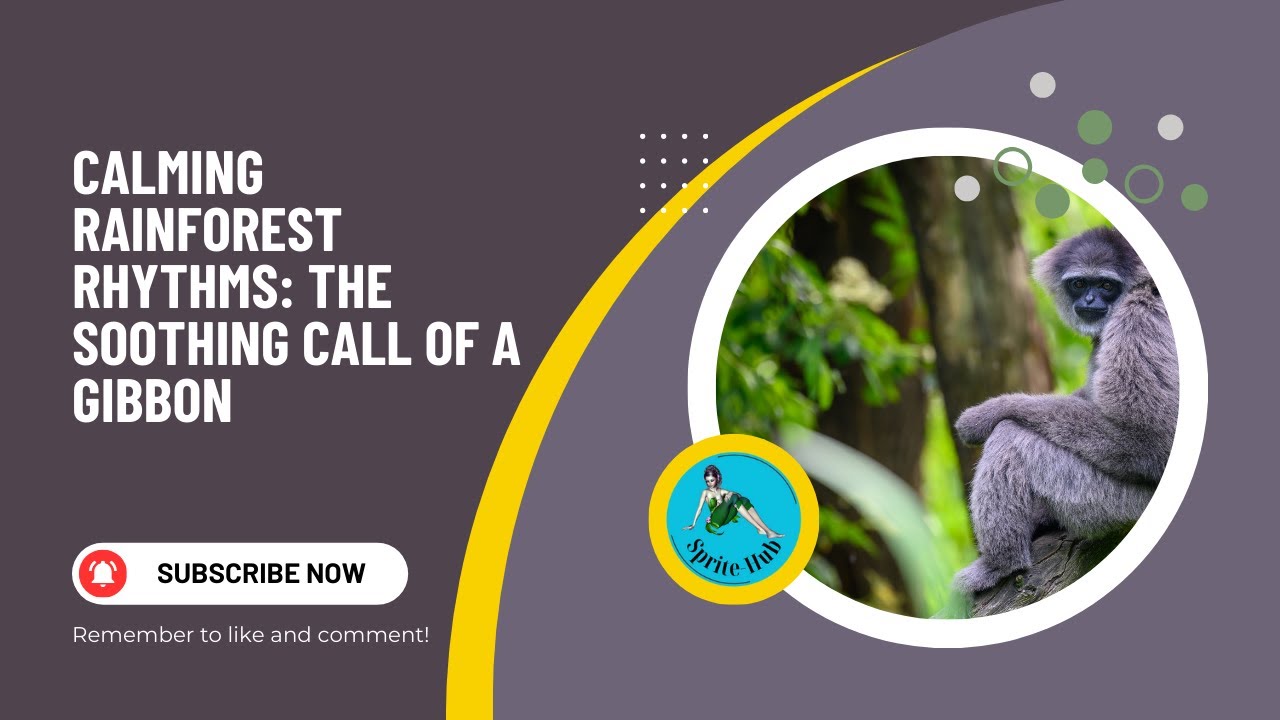 Calming Rainforest Rhythms The Soothing Call of a Gibbon #relaxaton # ...