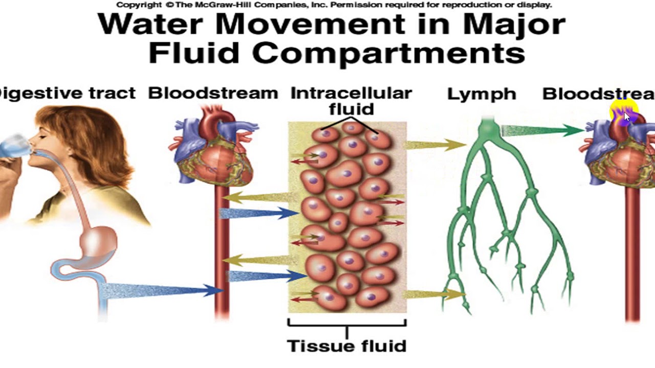 IV FLUID THERAPY GUIDELINES - YouTube