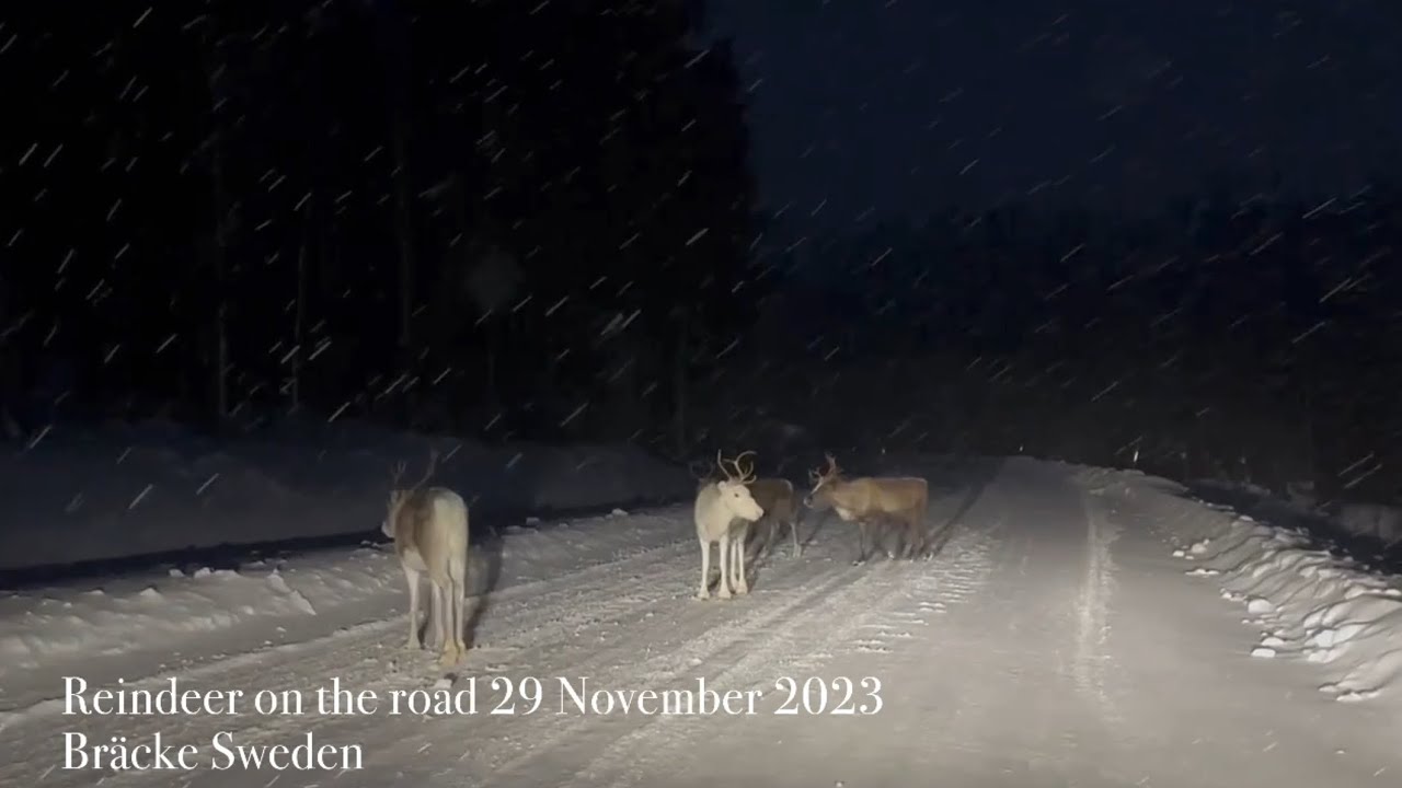 Road trip through Sweden November / December 2023. Bräcke ~ Jämtland ...