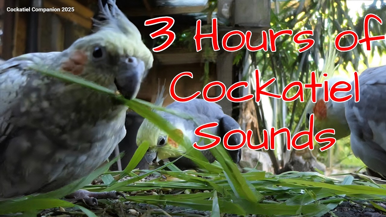 Cockatiel Sounds for 3 Hours - YouTube