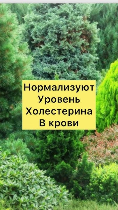 ЛЕЧЕБНЫЕ Свойства ХВОИ - YouTube
