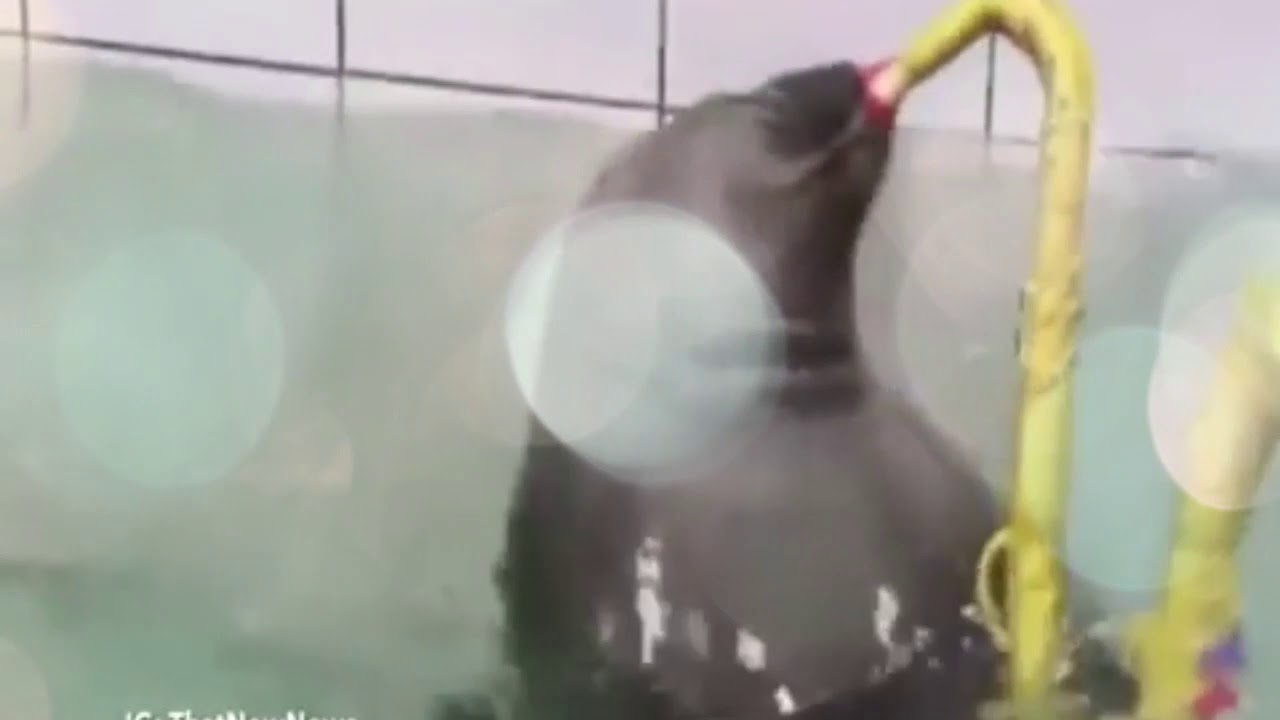 LA MORSA DEL SAX |RANDOM MEME - YouTube