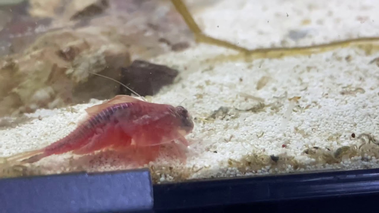 Beni kabuto ebi albino triops cancriformis - YouTube