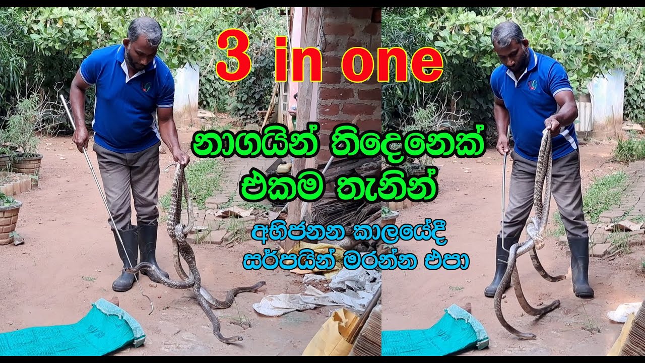 Three cobras from the same place - YouTube
