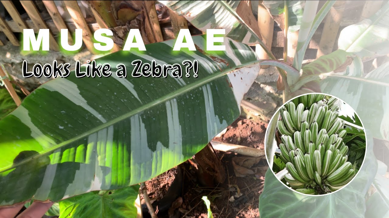 Musa aeae | Unique Fruit of the Variegated Banana | All About Care, and ...