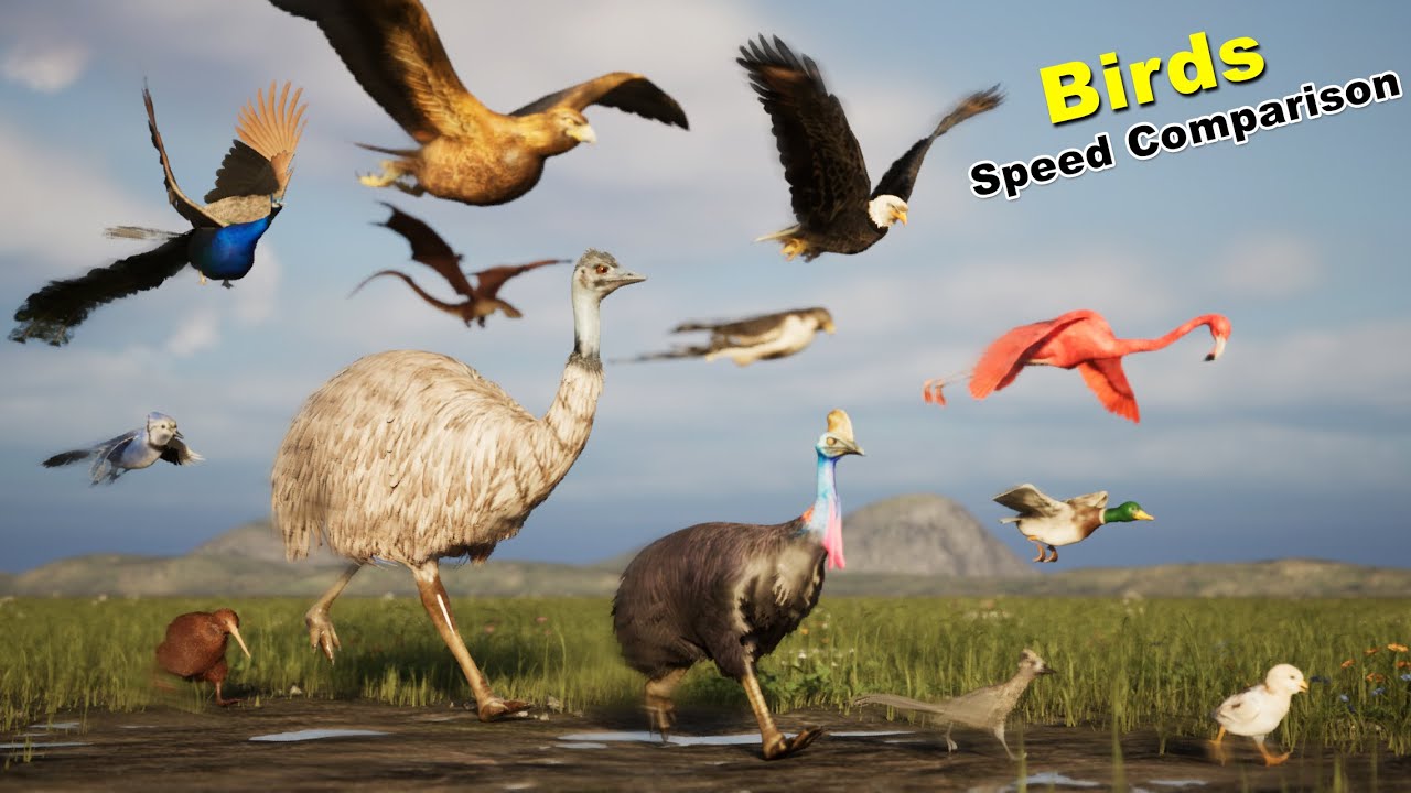 Birds Speed Comparison in 3D | Most Fastest birds | Fictional | Extinct ...