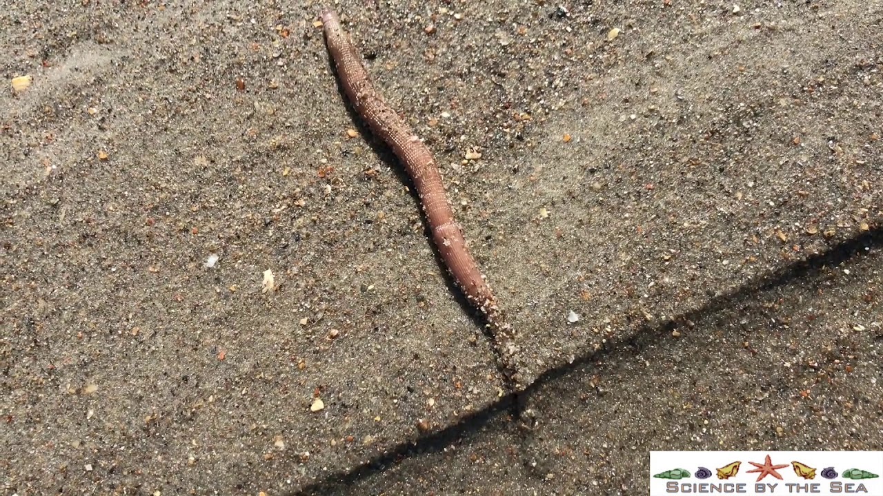 Lugworm Burrowing in Sandbar - YouTube