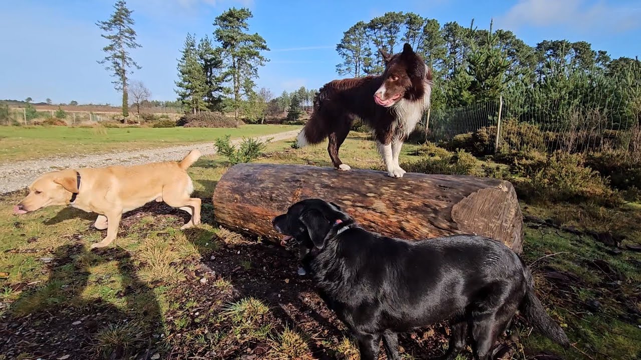 Smart border collie vs. powerful labrador @atos_loves_kira - YouTube
