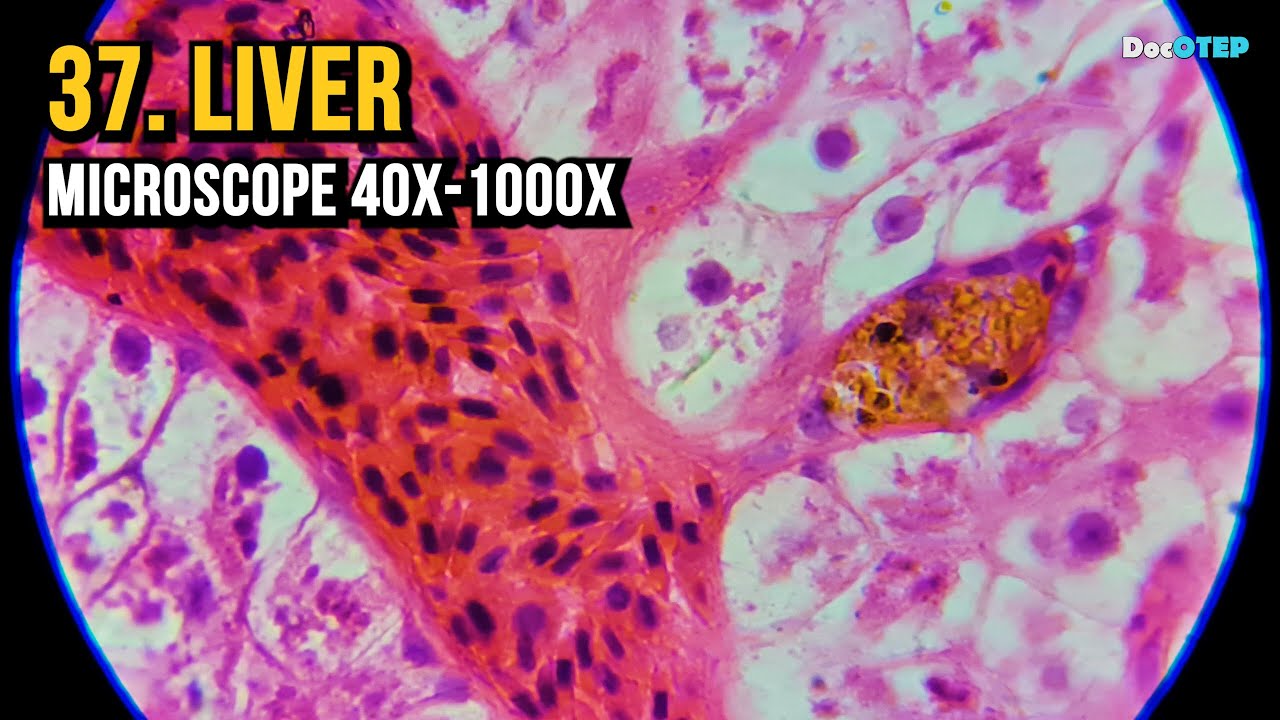 Liver Slide 40x