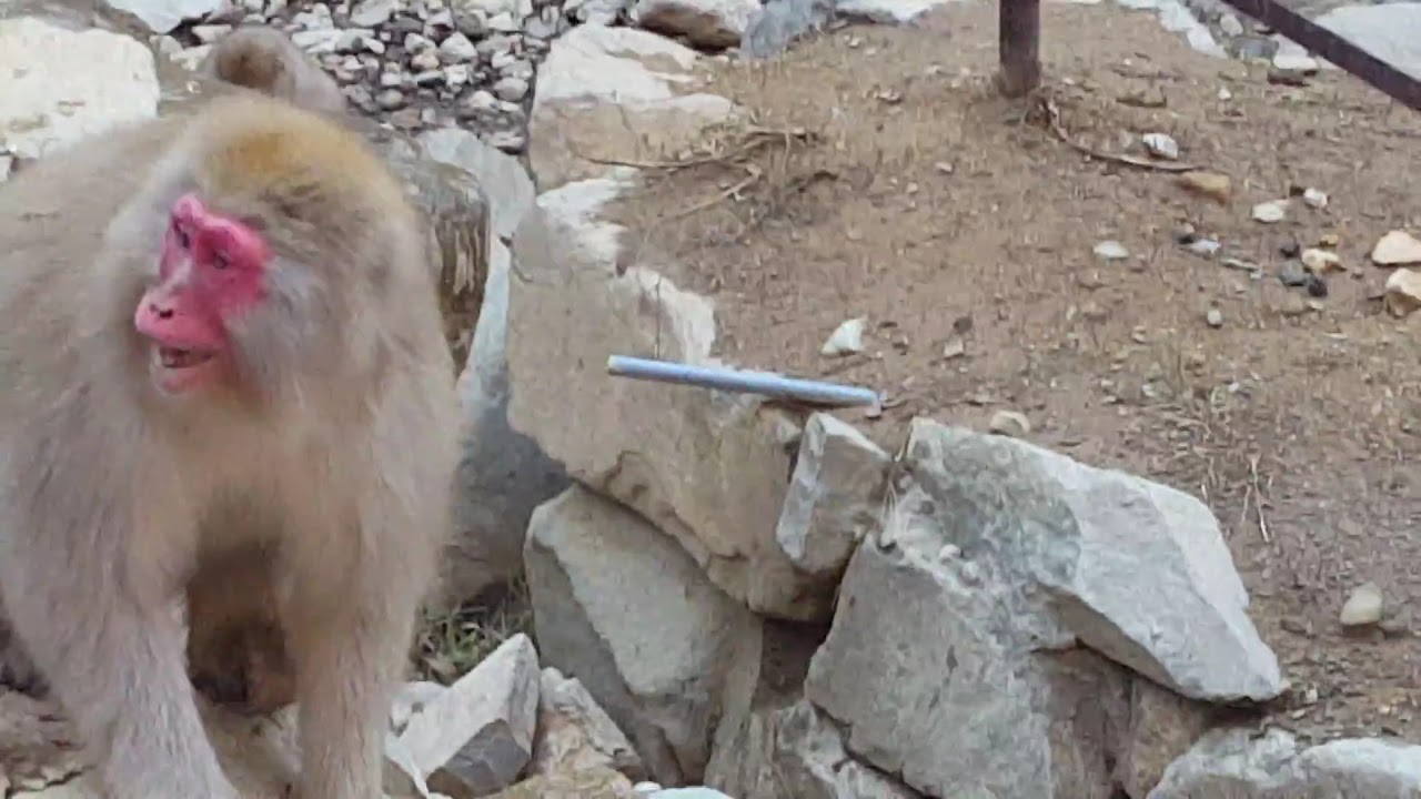 Snow Monkey fight. You voted for who? - YouTube