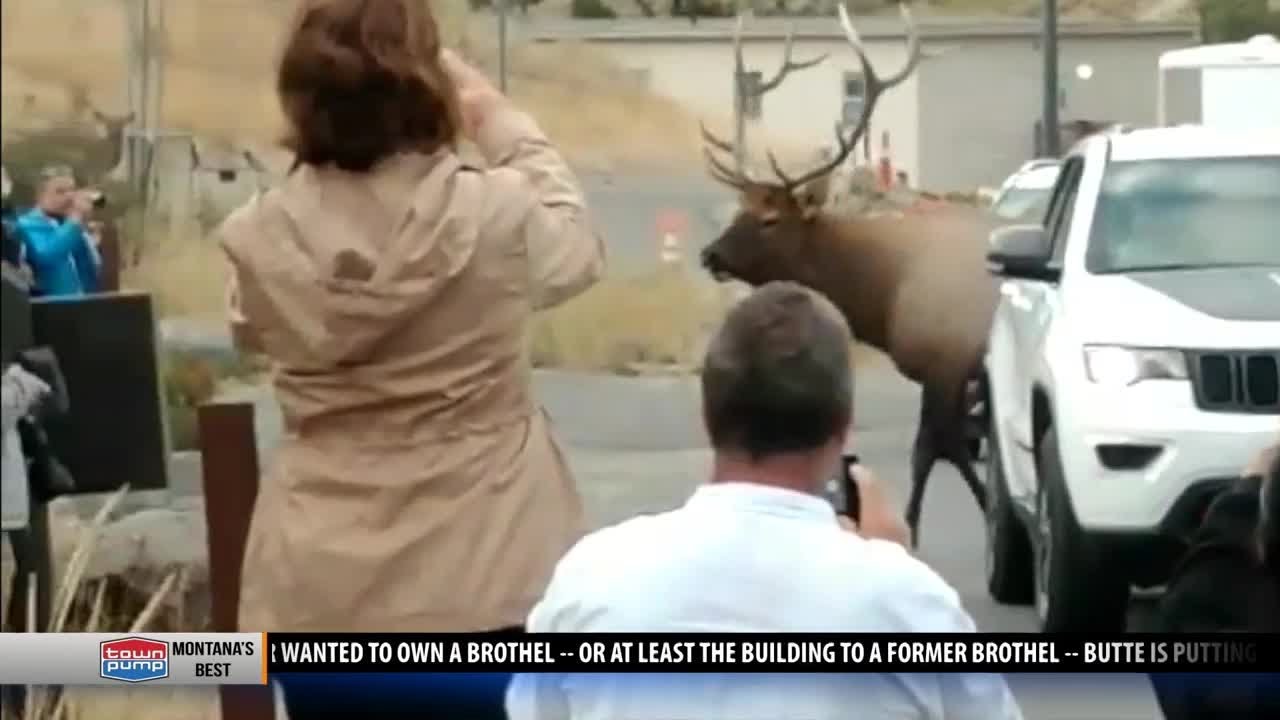Elk attack in Yellowstone a reminder to keep safe distance, heed ...