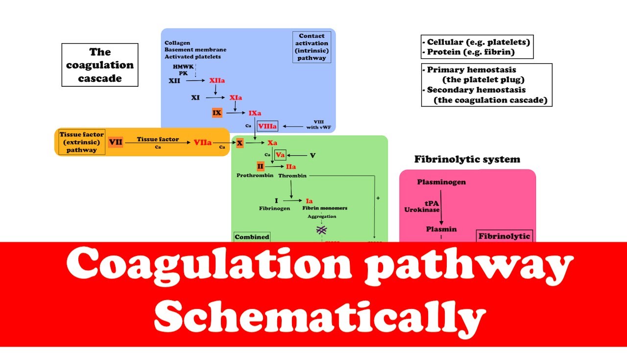 Hematology: Coagulation pathway (Quick Review) - YouTube