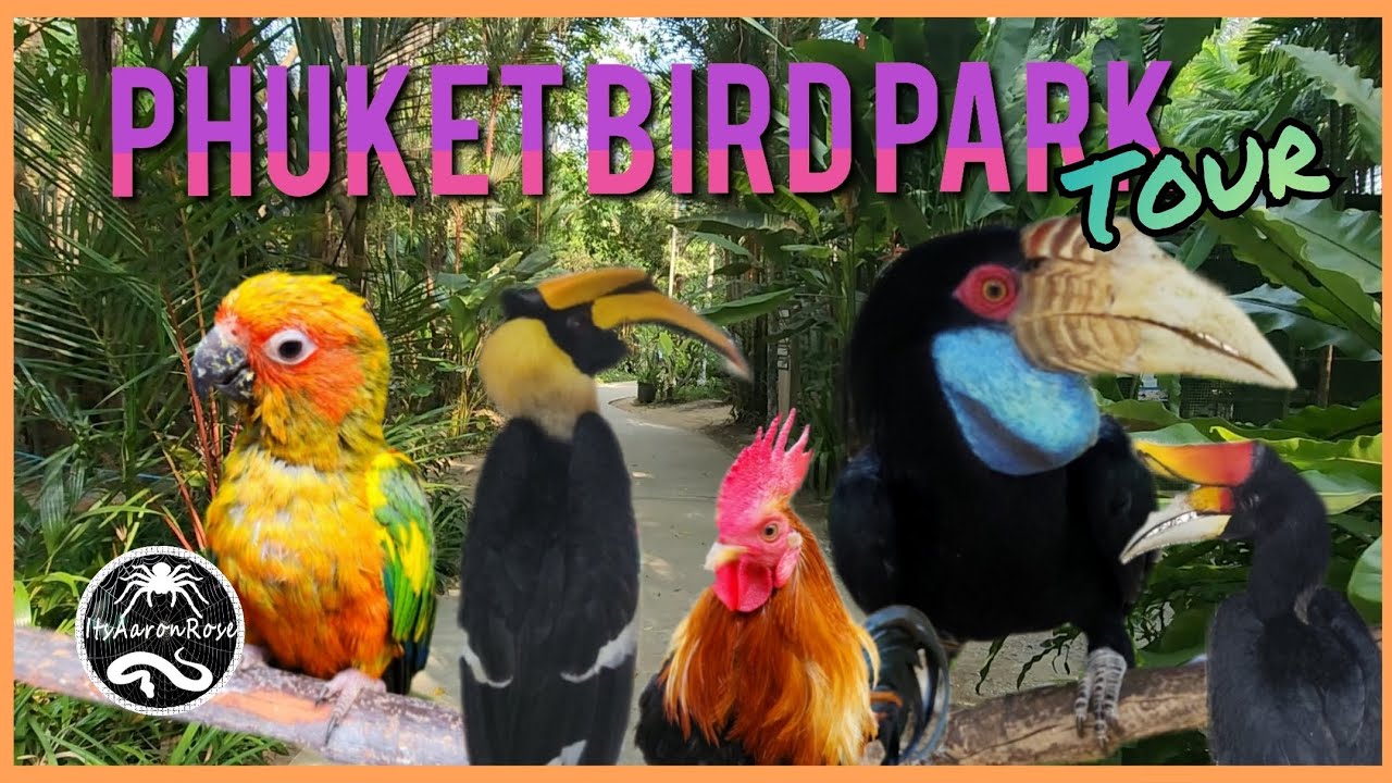 Phuket Bird Park - Walkthrough Tour - YouTube