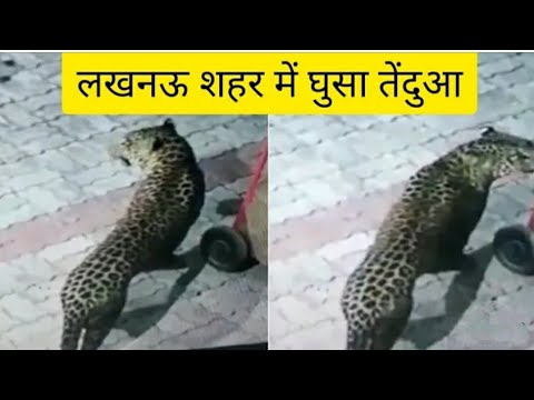 लखनऊ शहर में घुसा तेंदुआ ।आबादी में दहशत। देखें पूरा वीडियो। #Lucknow# ...