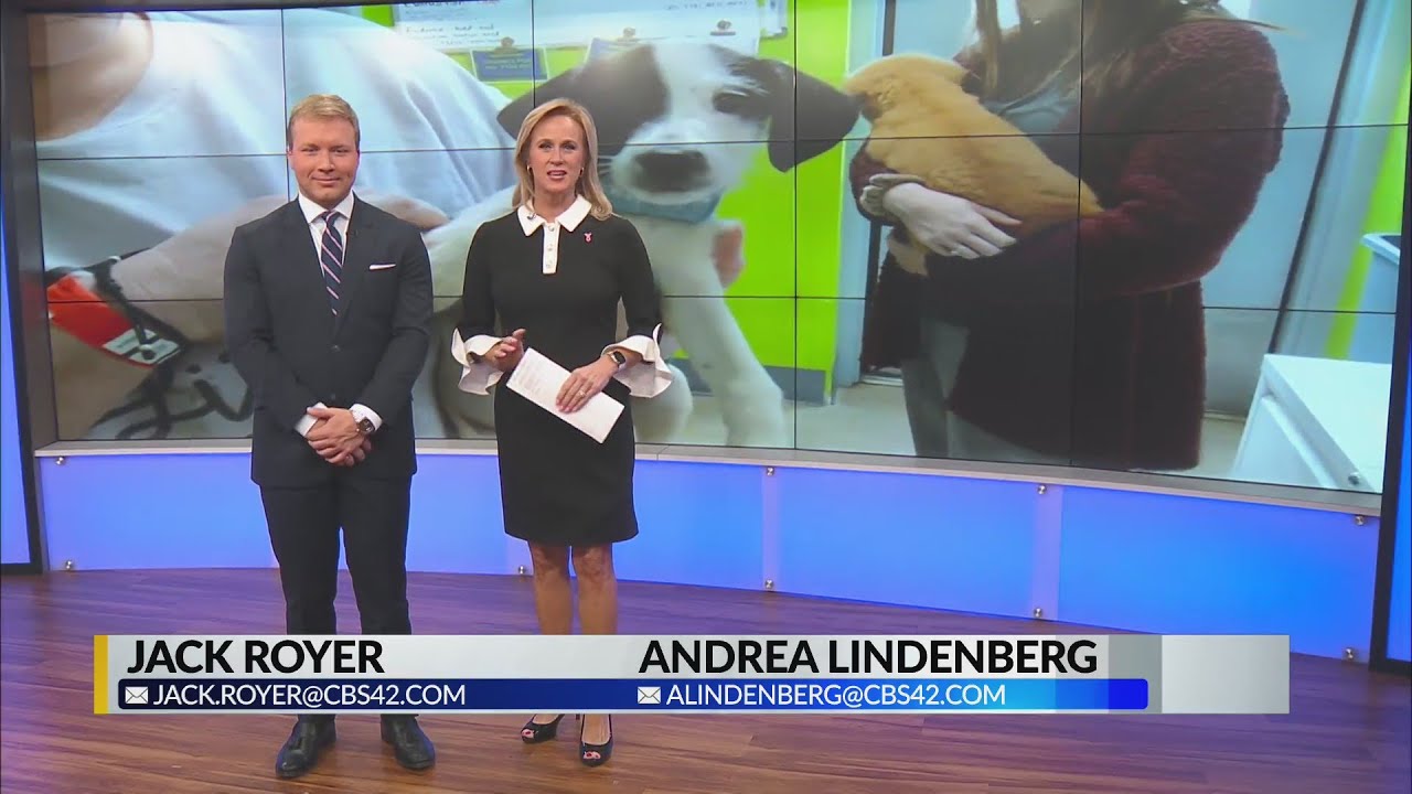 'The Puppy Room' at Shelby County Humane Society is full, adoptable ...