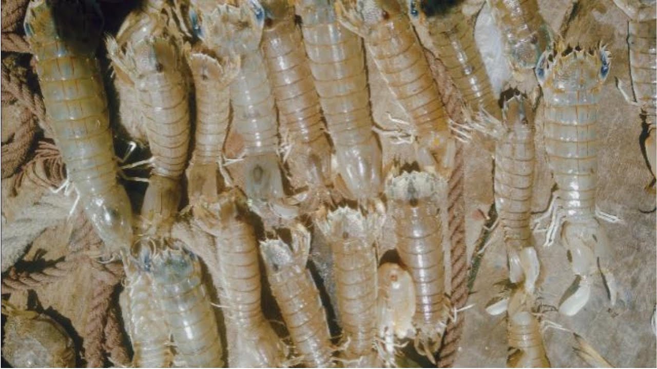 Mantis Shrimp dragon fishing boat #fishing #boat - YouTube