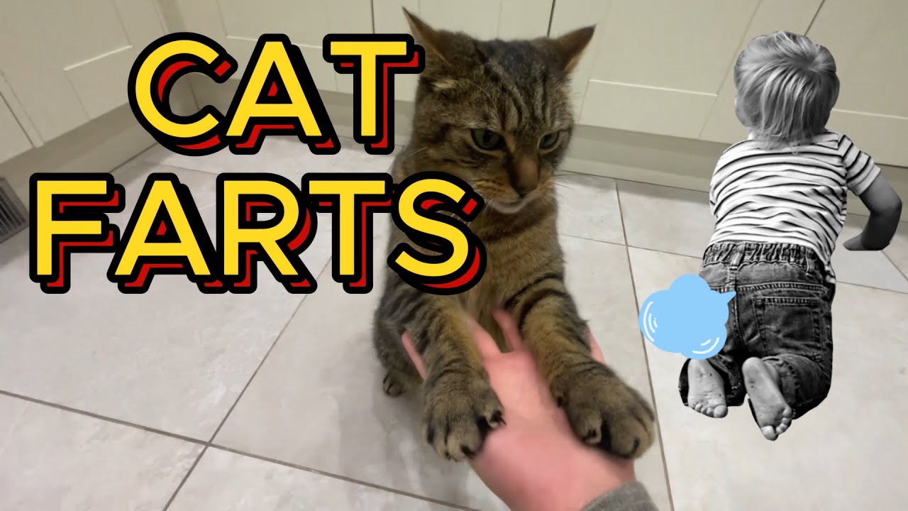Cat farting caught on video - YouTube
