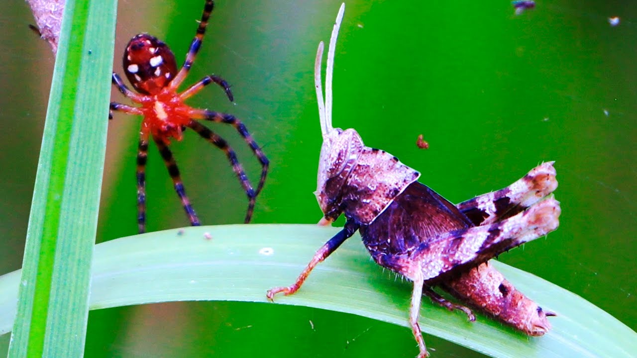 The beauty of insects, Insect Names - Explore Nature Sounds - YouTube