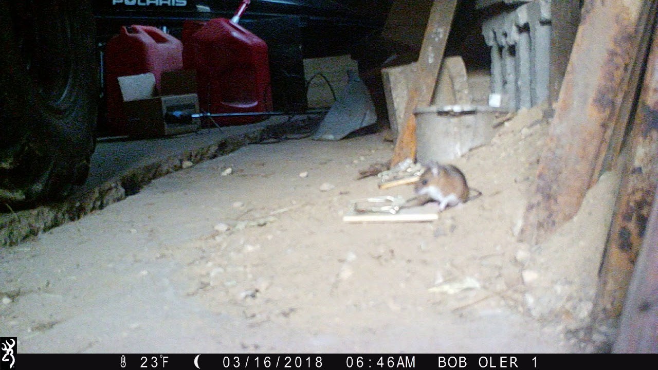 Bob oler weasel bait - YouTube