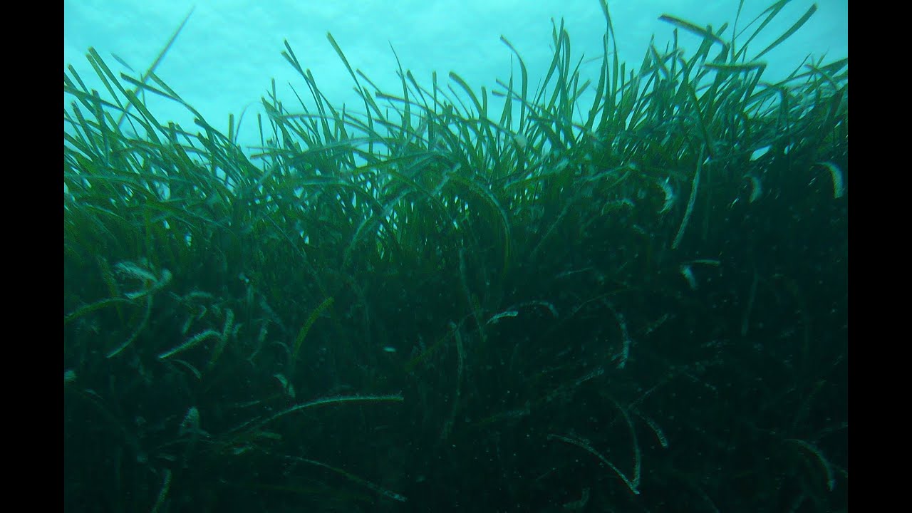 Mappatura dell'habitat della Posidonia oceanica - YouTube