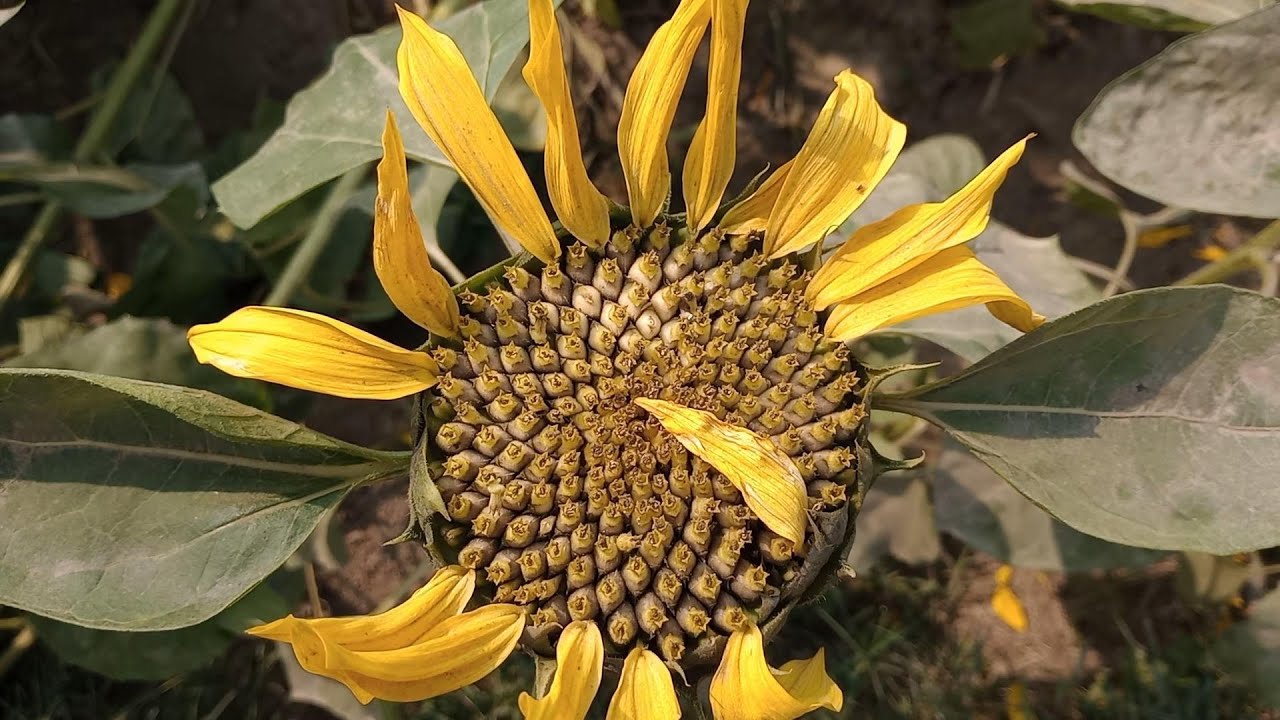 Sunflower Yard @Amjhupi Farm, Meherpur - YouTube