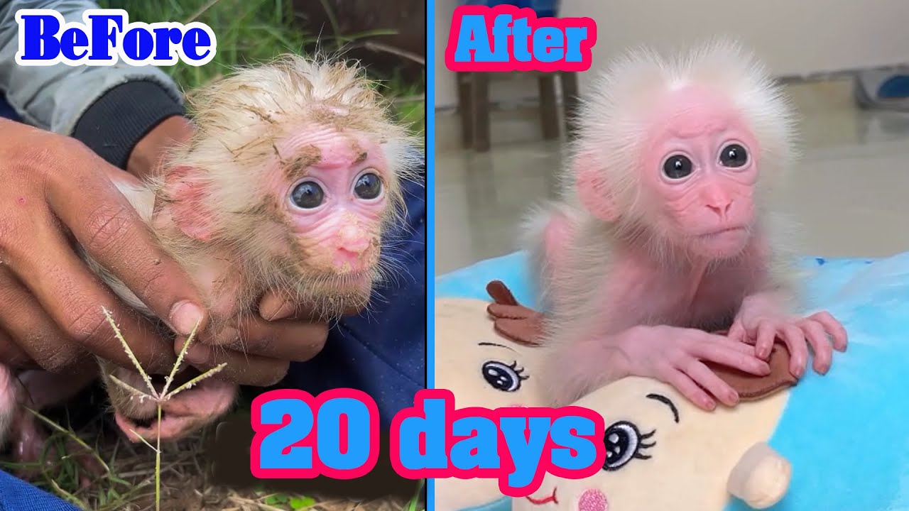 baby monkey Son development journey after 20 days full version - YouTube
