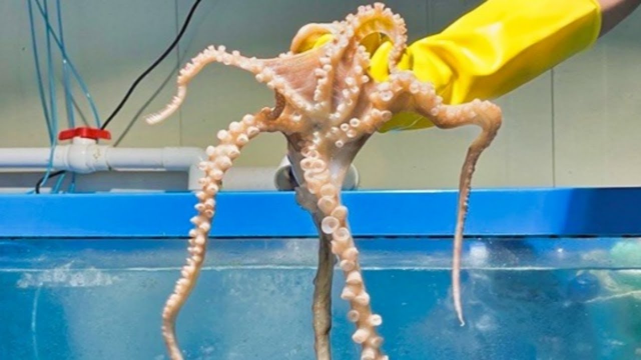 Amazing Skills ! Raw Octopus Cutting / Korean street food, sea food ...