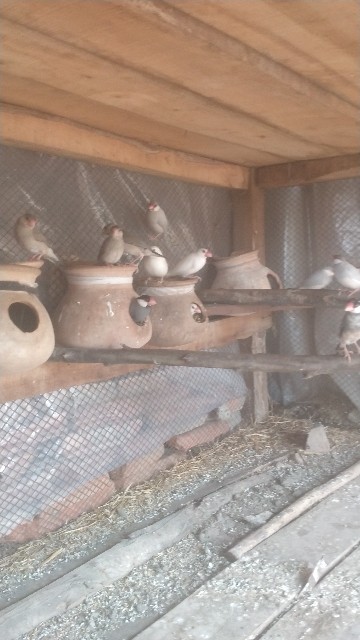 mashallah my so beautiful Java Sparrow colony 🐦#parrot breeding 💯 my YouTube channel #subscribe ...
