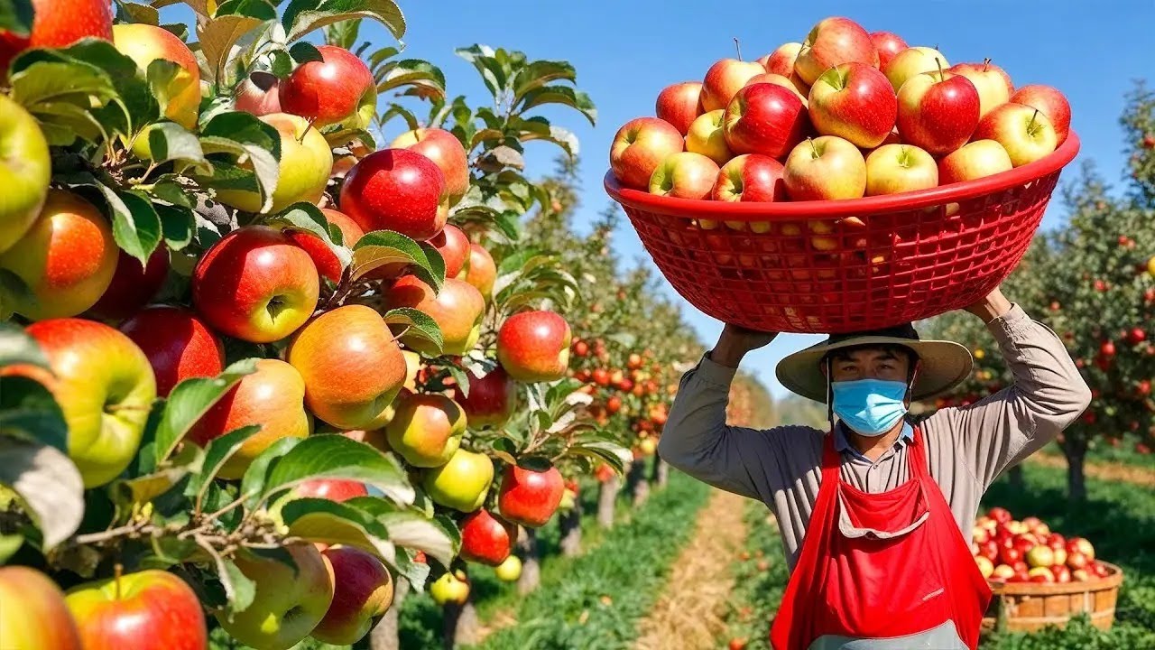 Apple Farming - Apple Harvesting & Apple Juice Prosessed in Factory 🍎 ...