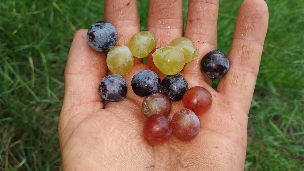 Elbling - Ancient Roman Grape (un)popular for Taxes - YouTube