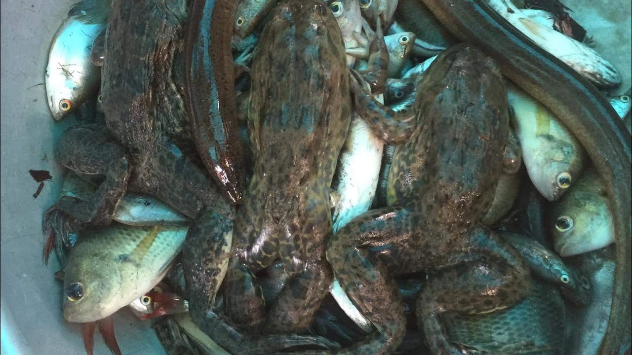 Old photos of the food cooking for my family | Natural fish and frog ...