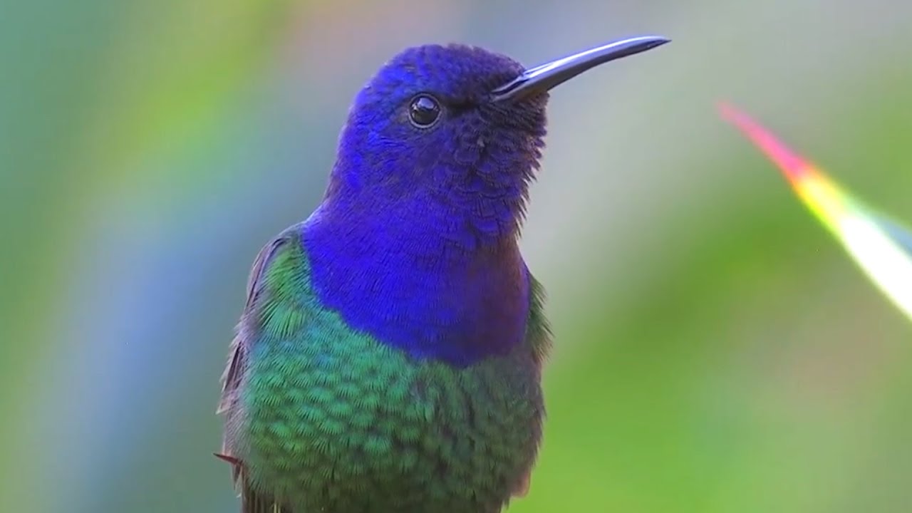 Swallow-tailed Hummingbird - YouTube