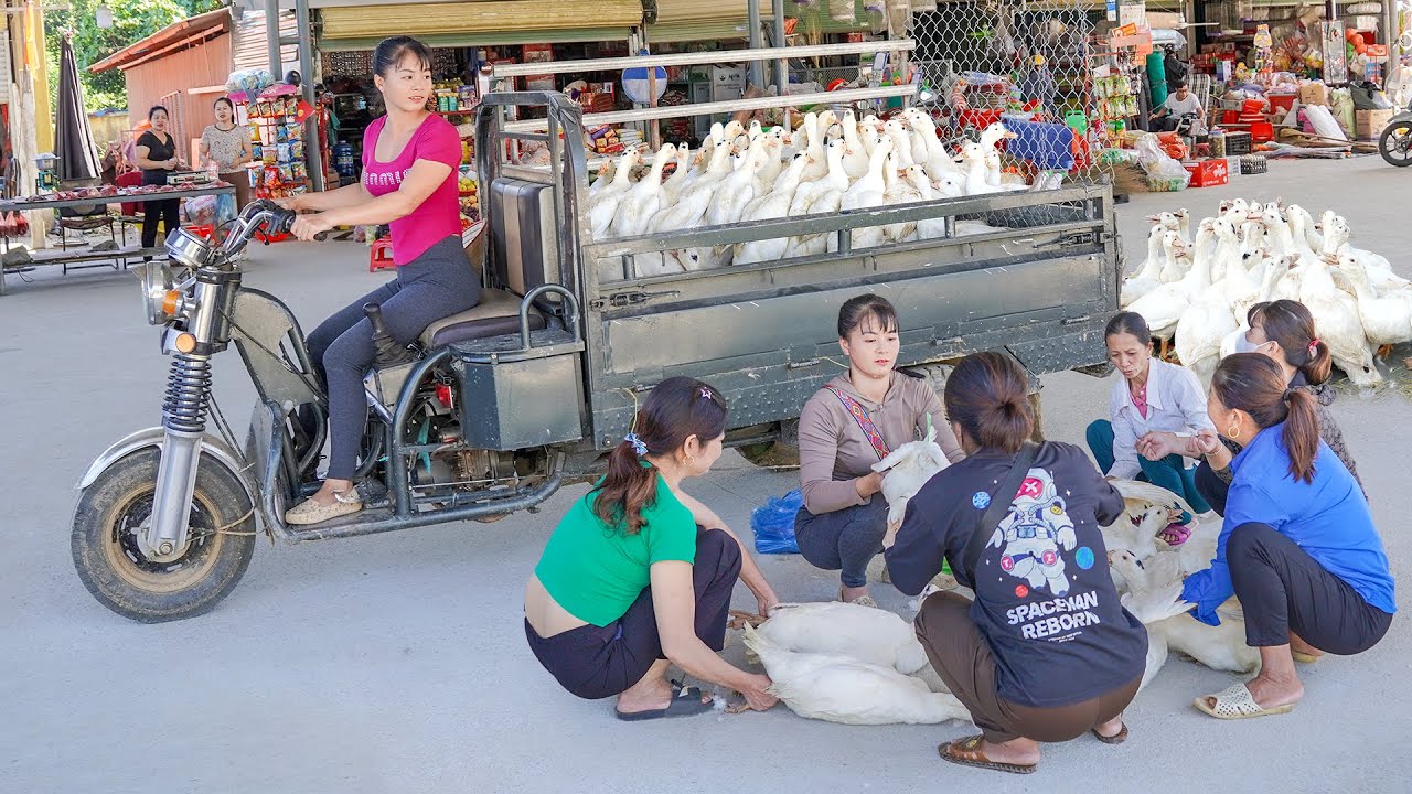 Harvesting A Flock Of 40 Ducks Goes To Market Sell And Buy Ducklings To ...