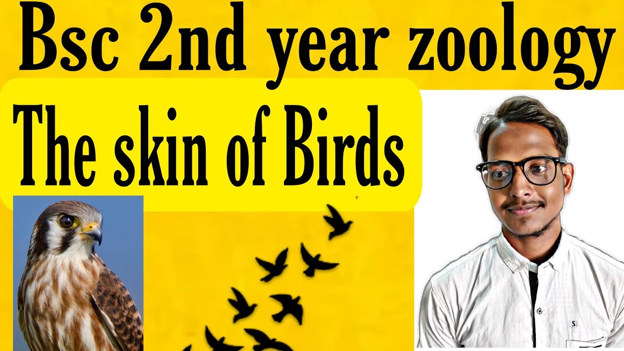 The skin of Birds | BSc 2nd year zoology 2nd paper unit - 1 | By Irshad ...