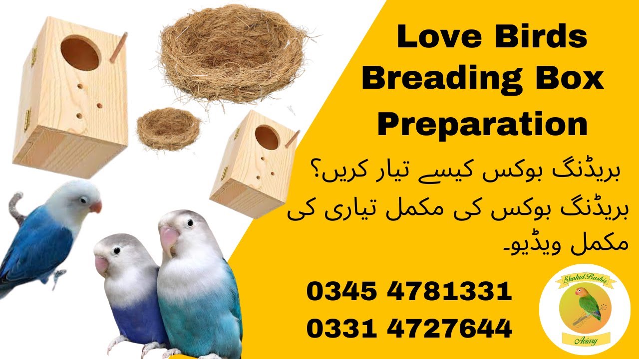 How to setup a breeding box for love birds | Love birds breeding boxes ...