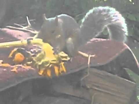 Nutella the squirrel eats a sunflower - YouTube