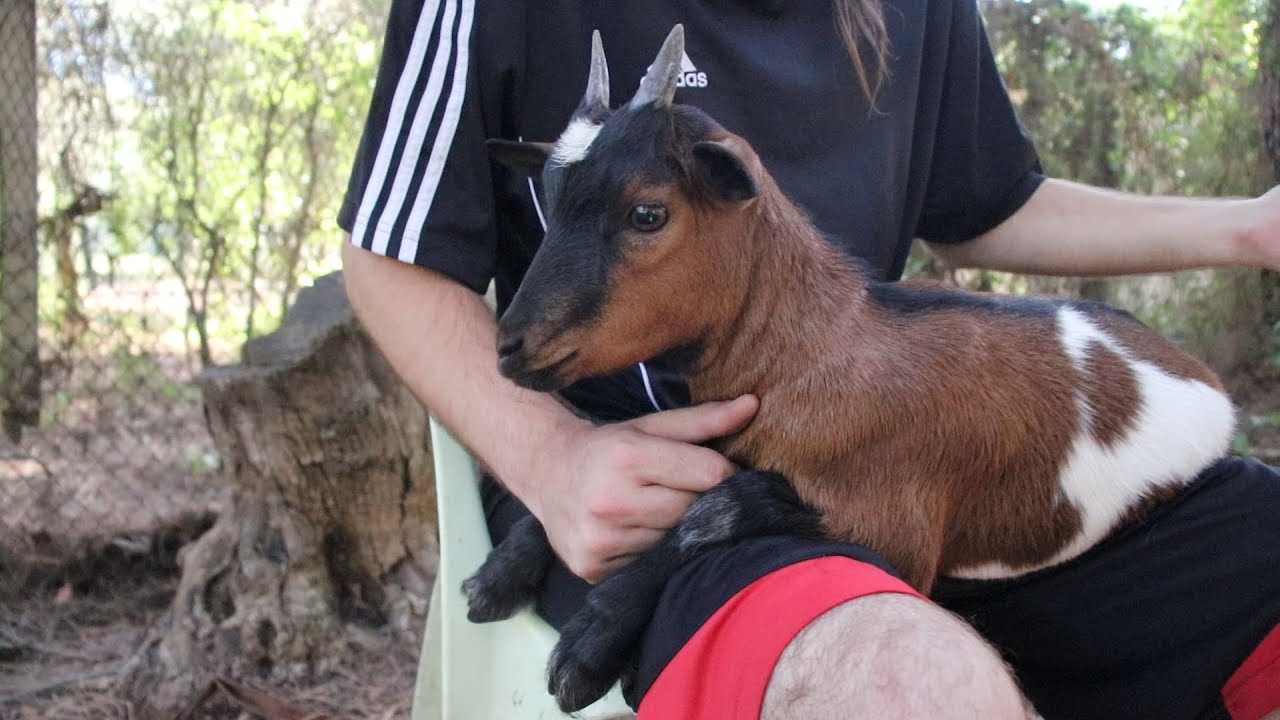 🐐 La Cabra Doméstica (Capra aegagrus hircus) 🐐 - Uno de los primeros ...