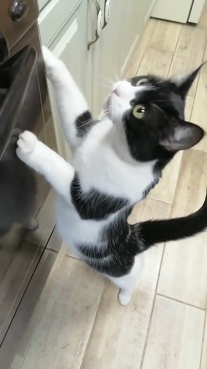 2.0021. Кошка Котя просит кашу! The cat asks for food. #кошка #cat # ...