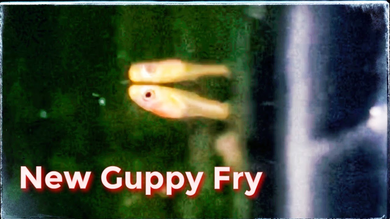Newest Guppy Fry! - YouTube