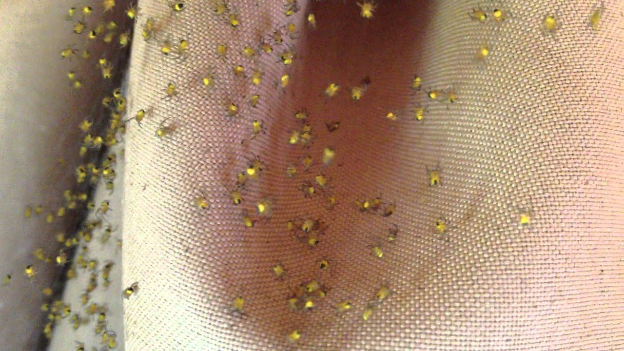 Thousands of Tiny Spiders in my Shed - YouTube