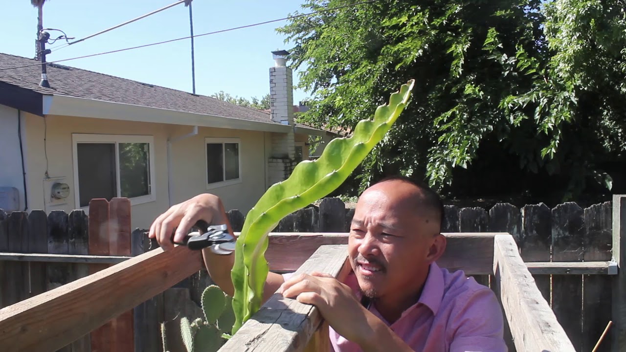 Tipping off Dragon Fruit branch and force new growth | Growing Pitaya ...