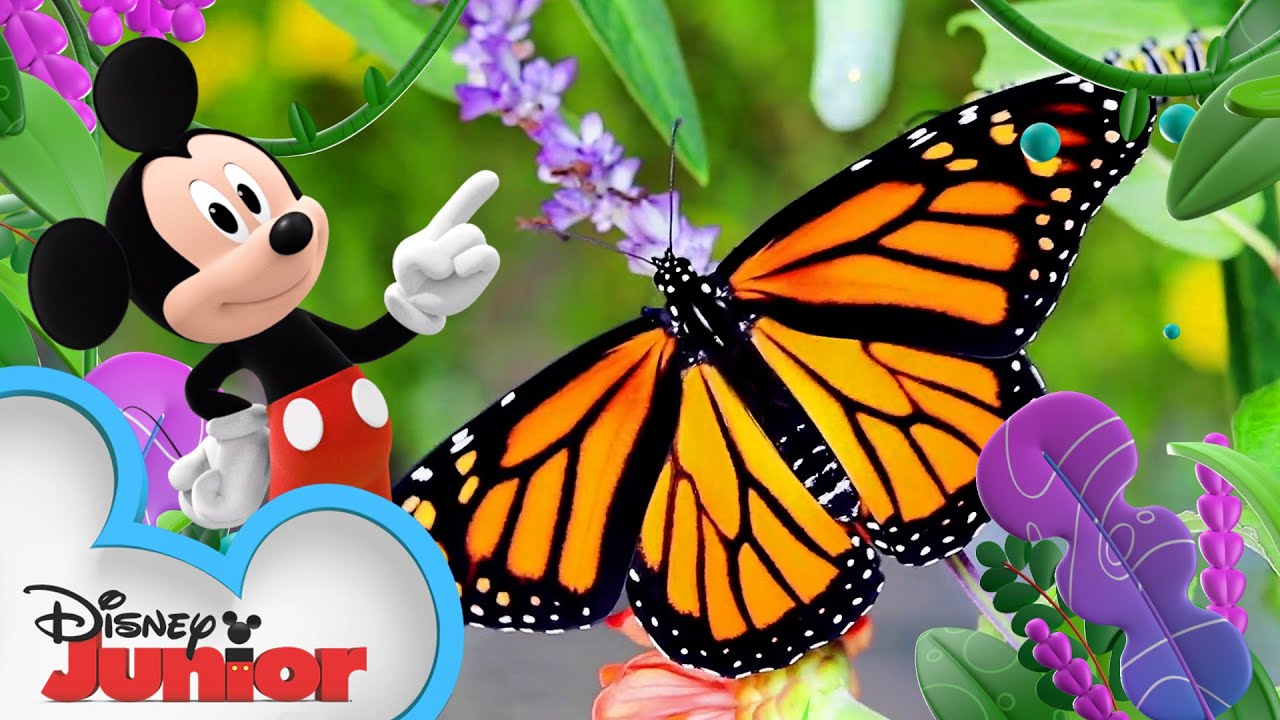 Garden 🌻 | Disney Animals | Mickey Mouse Funhouse | @disneyjr - YouTube