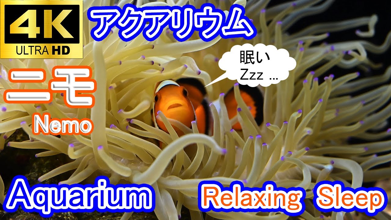 【4K映像 ニモ アクアリウム Nemo Aquarium】眠いニモ Sleeping Nimo（Relaxing Sleep Music ...