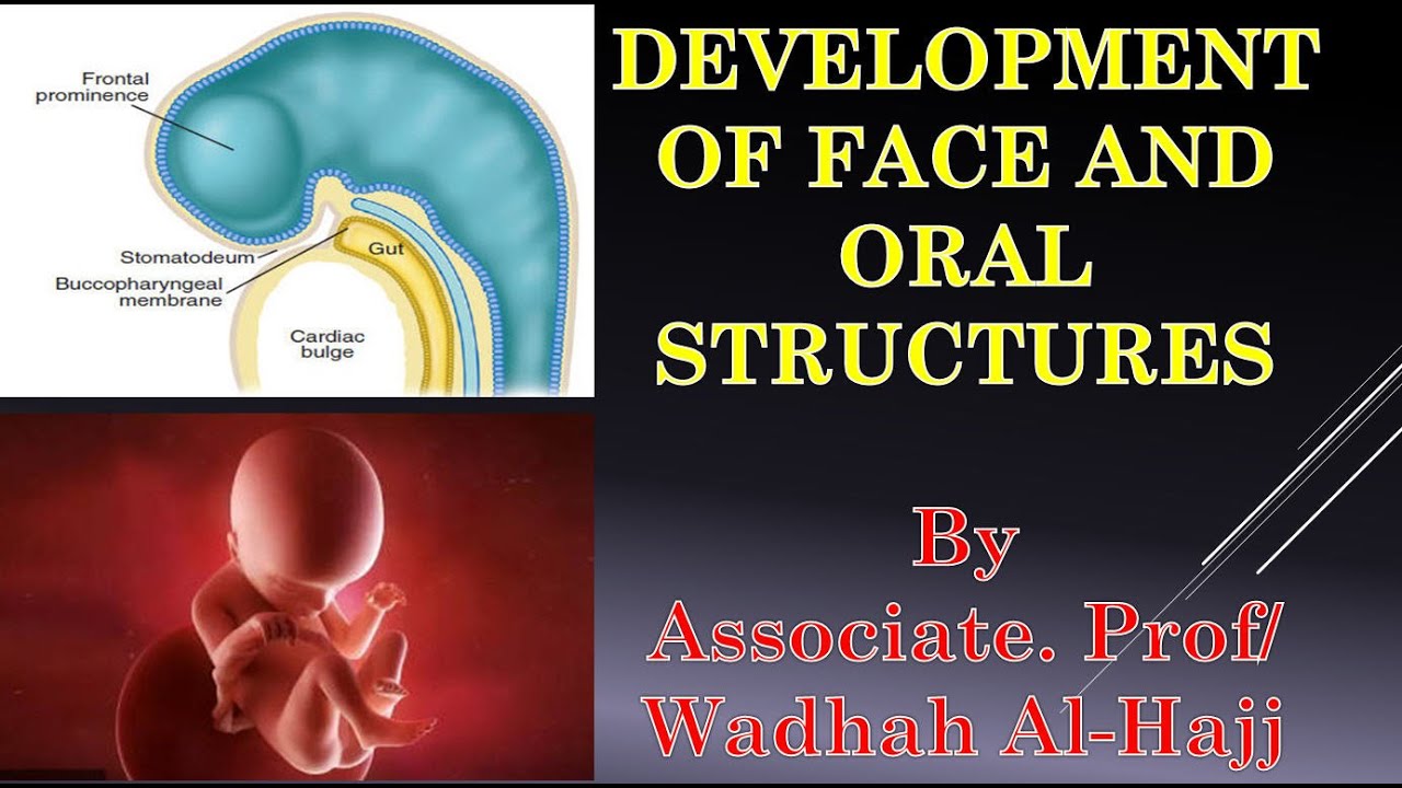 1- Introduction and development of face – Dr Wadhah embryology lectures ...