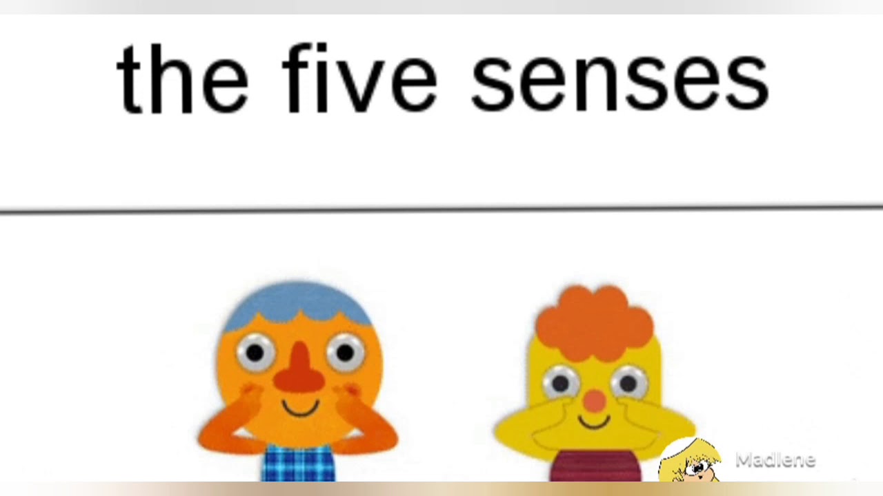 The Five Senses YouTube The Five Senses YouTube