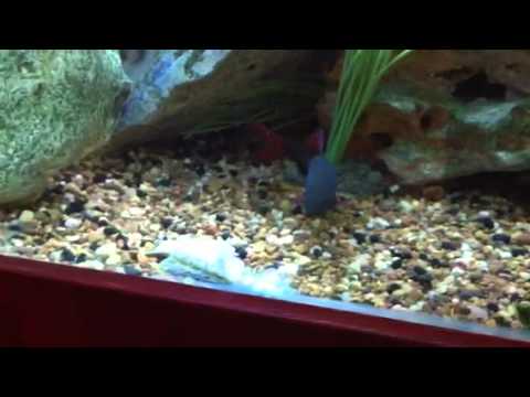 Monster clown loach eating a dead fish - YouTube