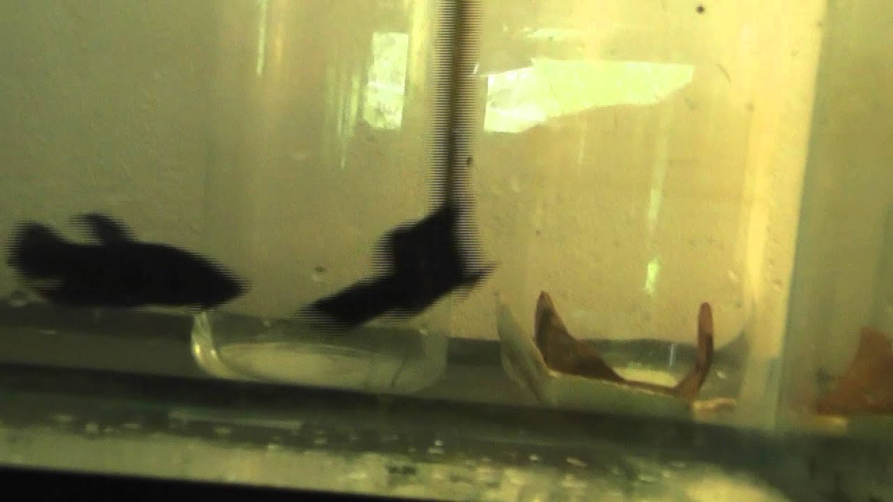 MASTAK PLAKAT TRAINING PART 2 - YouTube