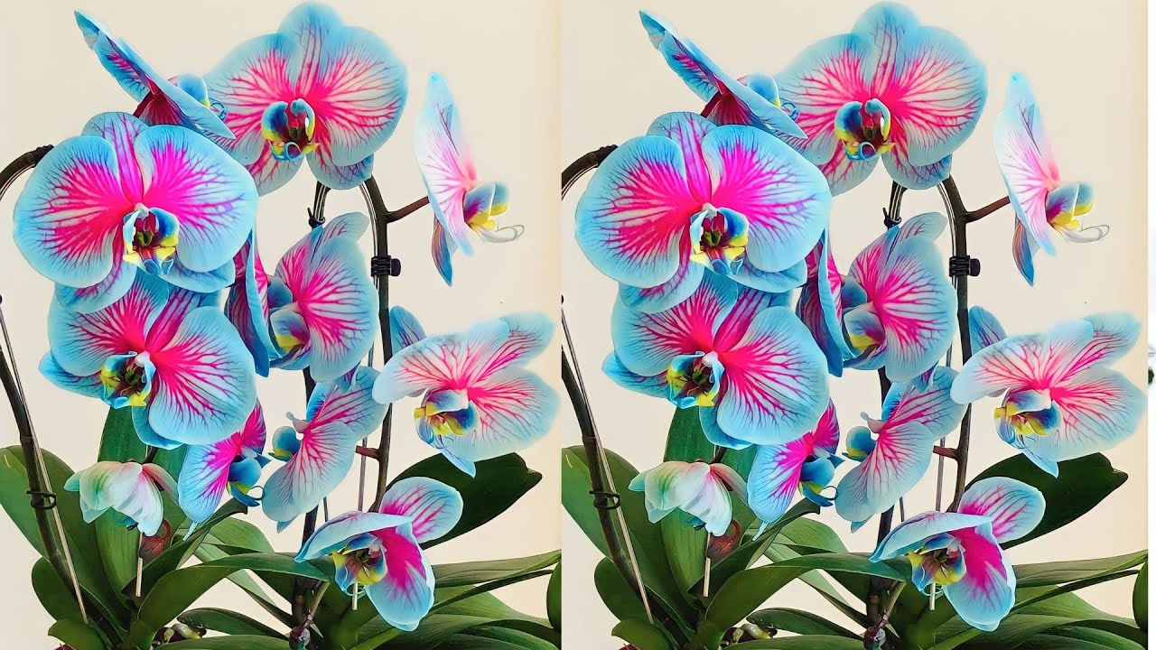 DIY Cara Membuat Bunga Anggrek dari Plastik Kresek - How to Make Orchid ...