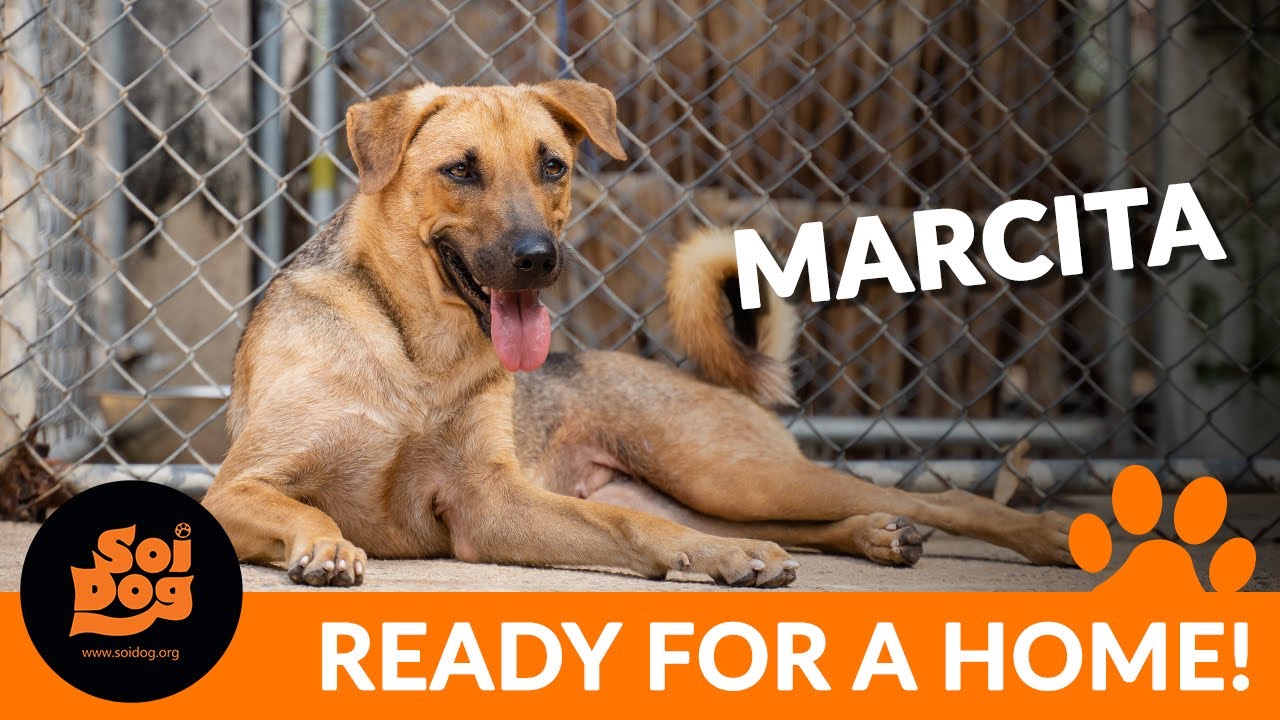 Elegant Marcita in search of a home of her own. Come meet her today ...